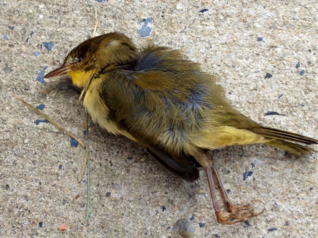 Lafayette Windows-Avian Collisions (LafWAC) Project | David Brandes