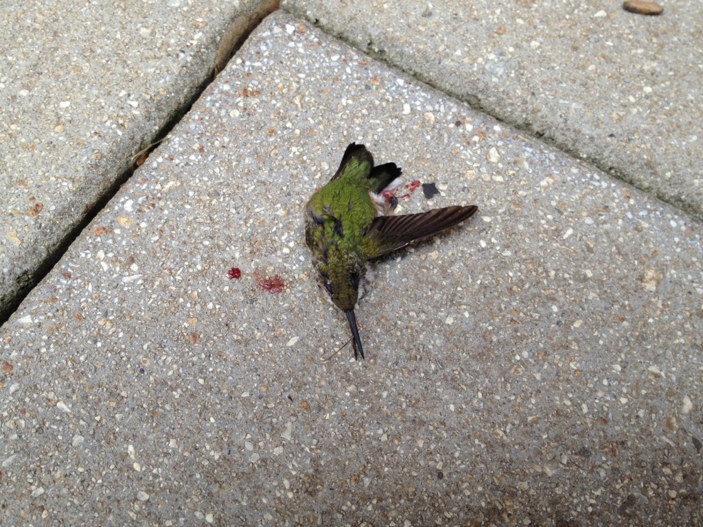 Lafayette Windows-Avian Collisions (LafWAC) Project | David Brandes