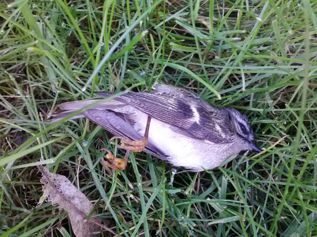 Lafayette Windows-Avian Collisions (LafWAC) Project | David Brandes