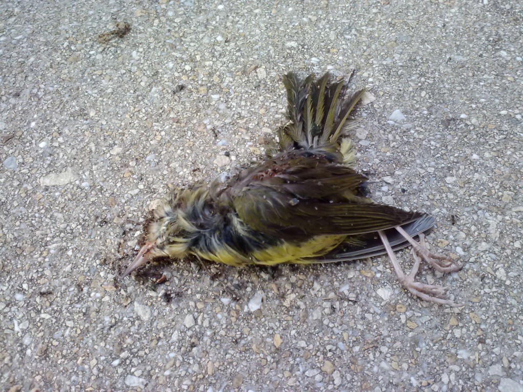 Lafayette Windows-Avian Collisions (LafWAC) Project | David Brandes