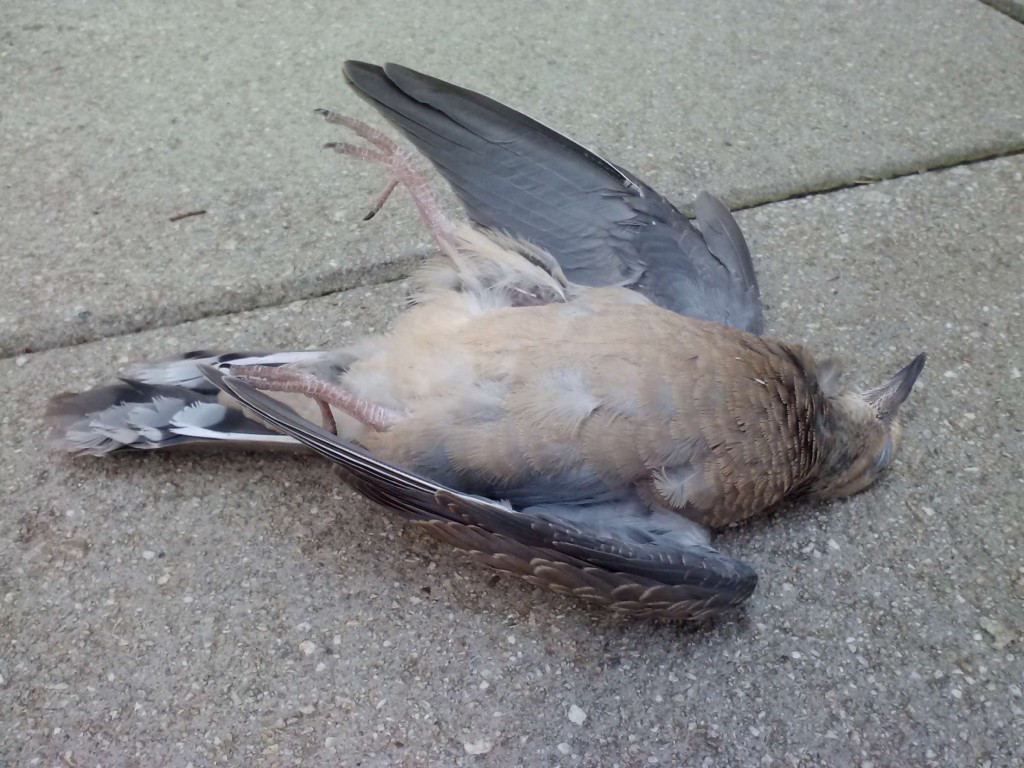 Lafayette Windows-Avian Collisions (LafWAC) Project | David Brandes