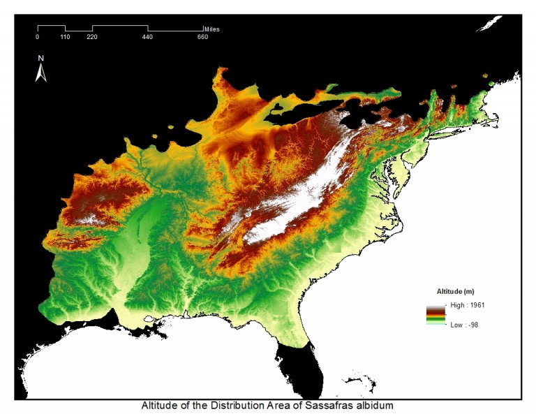 Sassafras | Campus Tree Project