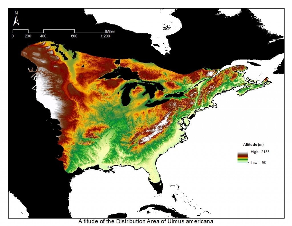 Ulmus americana | Campus Tree Project
