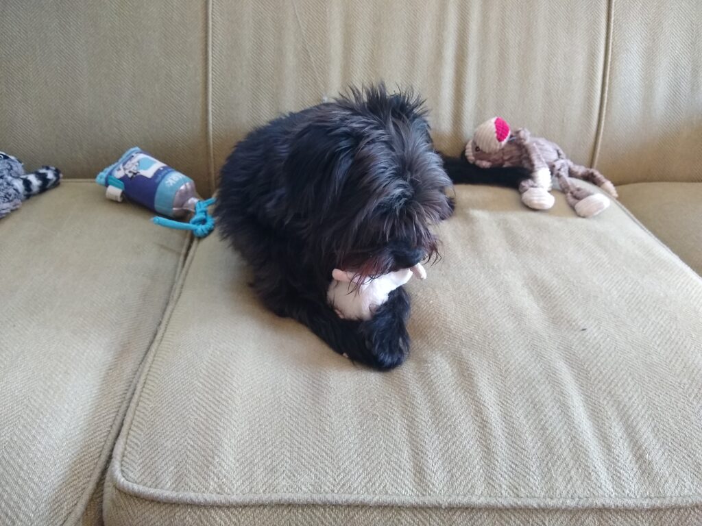 Jonathan Dahl and Absu – Dogs of Lafayette