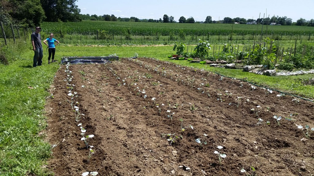 Zucchini-Planting – LaFarm, The Lafayette College Community Garden ...